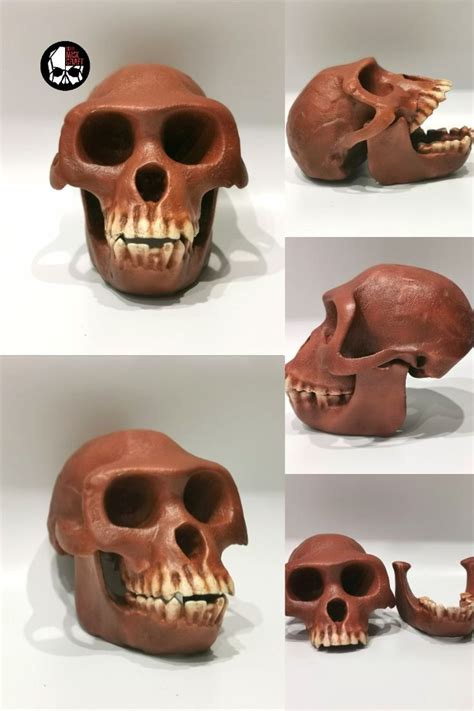 Ardipithecus Ramidus Skull Replica Full Size 3d Printed Etsy