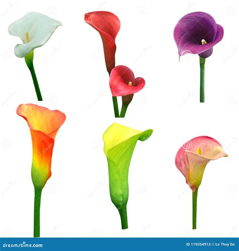 Calla Lily Flower Set Stock Image Image Of Flora Multiple 119354913
