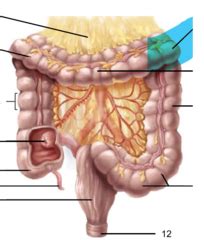 Anatomy Of The Large Intestine Quizlet