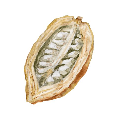 Cocoa Bean Pngs For Free Download