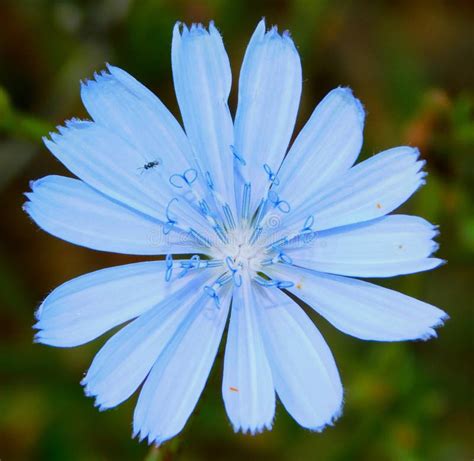 Chicory Blue Flower On Macro In Wild Stock Image Image Of Flower