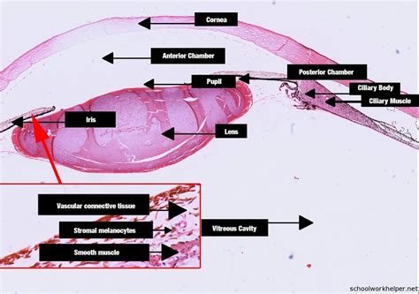 Iris Histology Drawing