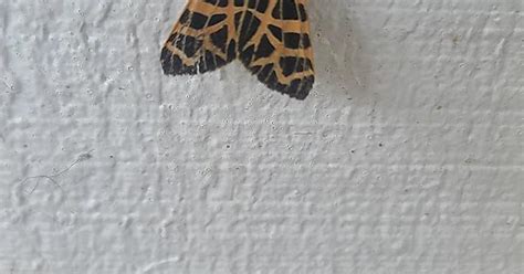 Moth Album On Imgur