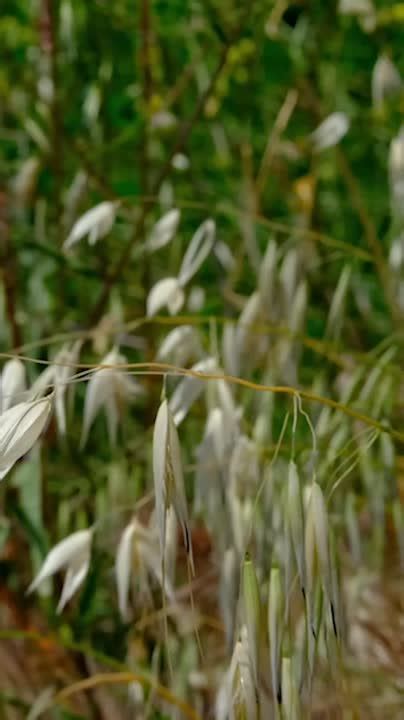 Moon Cho On Linkedin Herbs Herbalmedicines