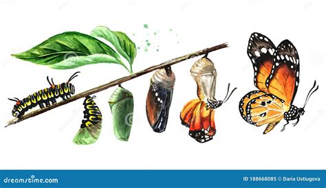 Butterfly Metamorphosis Drawings