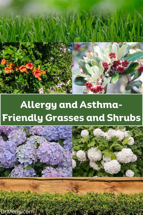 Allergy And Asthma Friendly Grasses And Shrubs Dr Meris