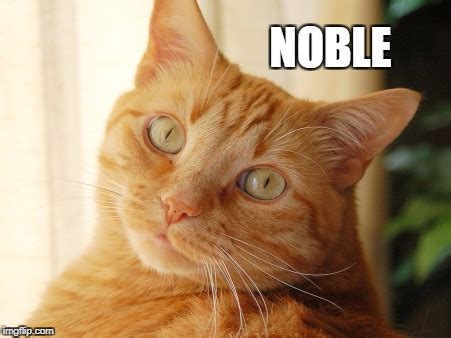 Orange Tabby Cat Memes