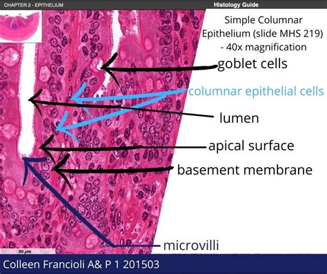 Simple Cuboidal Epithelial Tissue Labeled