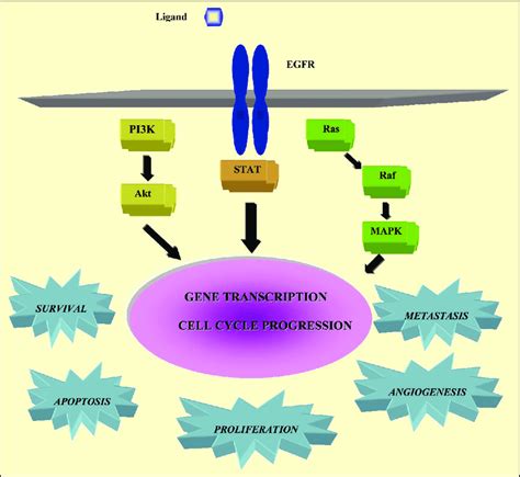 The Epidermal Growth Factor Receptor Egf R Signaling Pathway And My