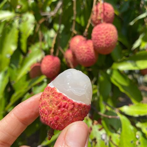 Mauritius Lychees Are Now In Season 😍 Miami Fruit