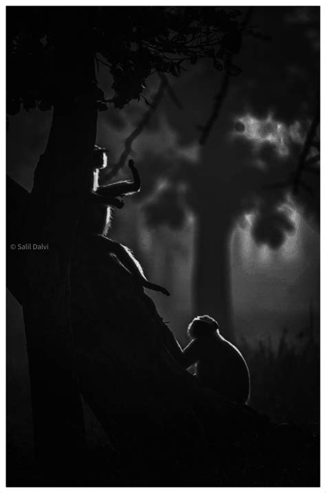 Salil Dalvi On Linkedin Sony Sonyalpha National