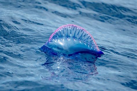 11 Fascinating Portuguese Man O War Facts Fact Animal