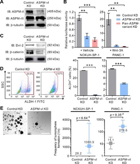 The Differential Distributions Of Aspm Isoforms And Their Roles In Wnt
