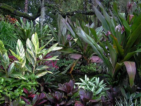 Easy Tropical Houseplants Hgtv
