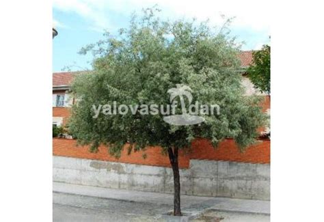 İğde Ağacı İğde Fidanı Elaeagnus Angustifolia
