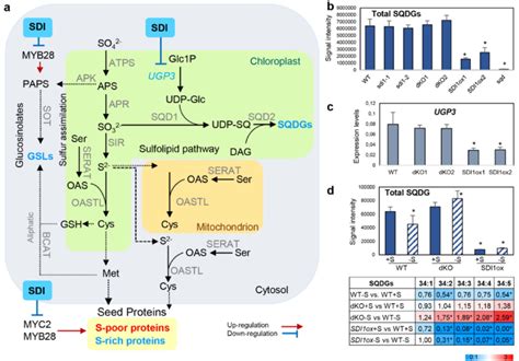 A Sulfur Assimilation Pathway And Its Derivative Metabolites The Main
