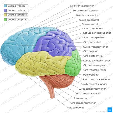 Vista Lateral Del Encéfalo Kenhub Nurse Study Notes Occipital Lobe