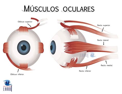 Movimentos Extrinsecos Dos Musculos Oculares Estrabismo