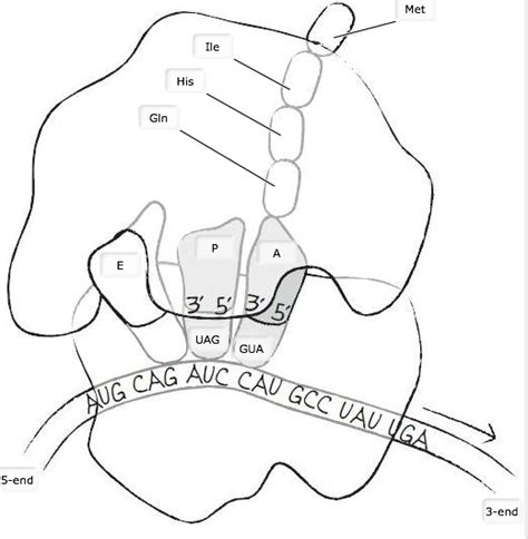 Solved Consider Translation Of The Following Mrna Sequence