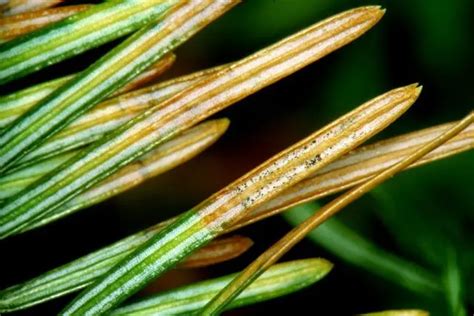 Diseases Of The Conifers In The Photo And Their Treatment Healthy