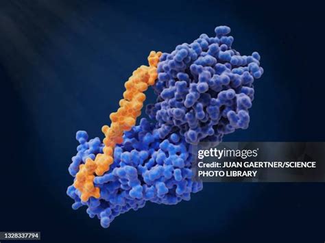 Heparin Structure Photos And Premium High Res Pictures Getty Images