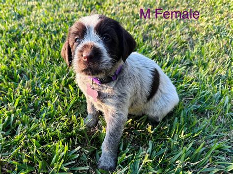 Wirehaired Pointing Griffon Puppies For Sale