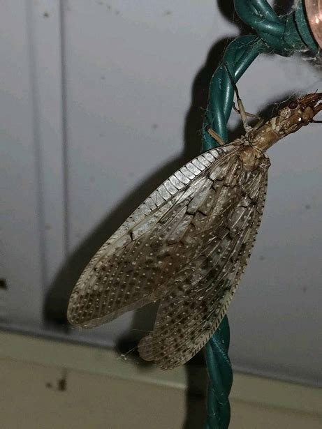 Female Eastern Dobsonfly Pest Control Canada