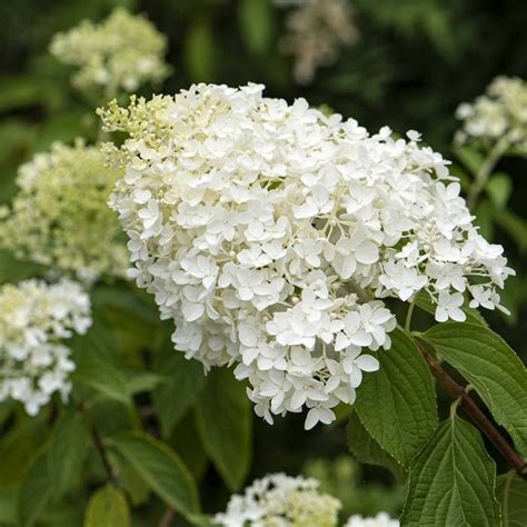 Dwarf Hydrangea Paniculata