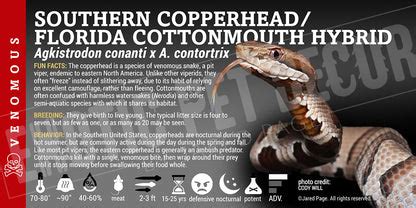 Agkistrodon Contortrix Eastern Copperhead Cards And Enclosure Labels