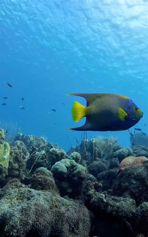 Phallon Tullis Joyce The Marine Biologist Whos Also Manchester Uniteds No1 Goalkeeper — Parley