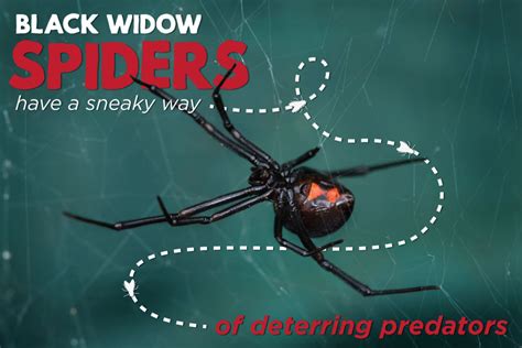 How Black Widow Spiders Sneakily Deter Predators Cure All Pest Control