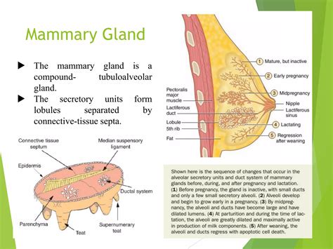 Integumentary Histology Skin Histology Of Skin Histology Of
