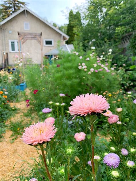 21 Cut Flowers To Grow In Part Shade Shifting Roots