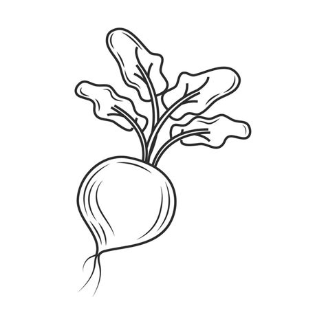 Radish Easy Drawing At Tristan Wilkin Blog
