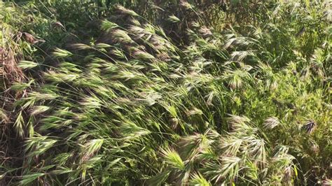 Foxtail Grass Moves By The Wind Stock Footage Video Of Seeds Close