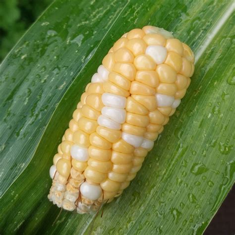 Sweetcorn Yucon Chief Zea Mays Organic Seeds