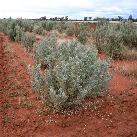 Oldman Saltbush Green Olive At Red Hill Farm The Good Life