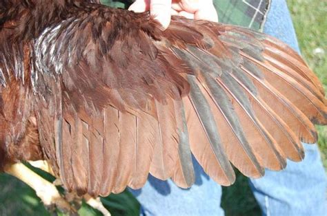 Sexing By Primary Feathers Backyard Chickens Learn How To Raise Chickens
