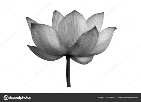Simple Black And White Photography Flower