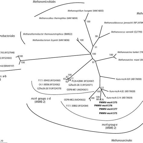 Phylogenetic Tree Based On Partial Amino Acid Sequences Deduced From