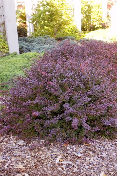 Crimson Pygmy Barberry Plant Something Montana