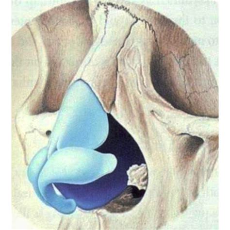 Anatomia Do Nariz Dr Lourival Bueno