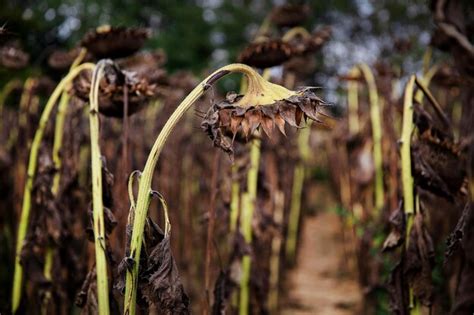 Premium Photo Close Up Of Wilted Plant On Field