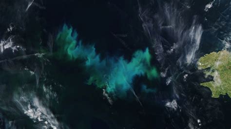 Satellite Tv For Pc Picture Exhibits Large Phytoplankton Bloom Within
