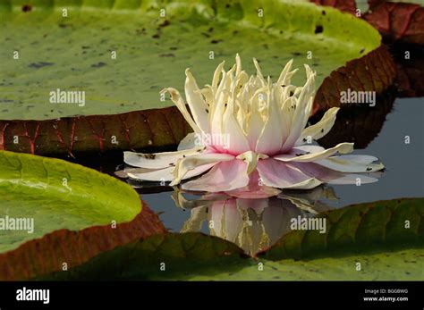 Giant Water Lily Victoria Amazonica Single Flower On Water Surface