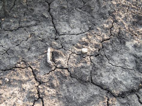 What Is Soil Compaction