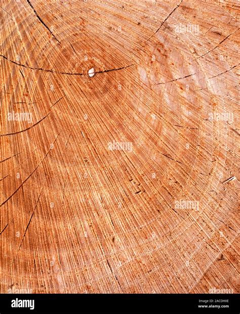 Tree Growth Rings Cross Section Of A Tree Trunk Showing The Circular