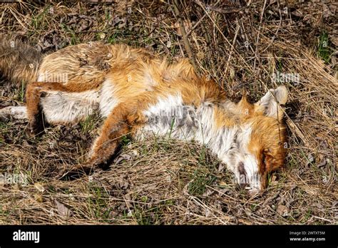 A Dead Wildlife Red Fox In The Field And Flies That Fly Around The