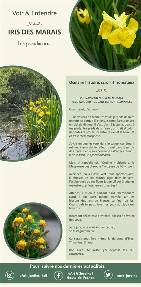 Iris Des Marais Iris Pseudoacorus Art And Jardins Hauts De France