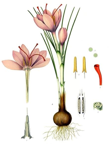 How To Grow Crocus From Seed The Garden Of Eaden